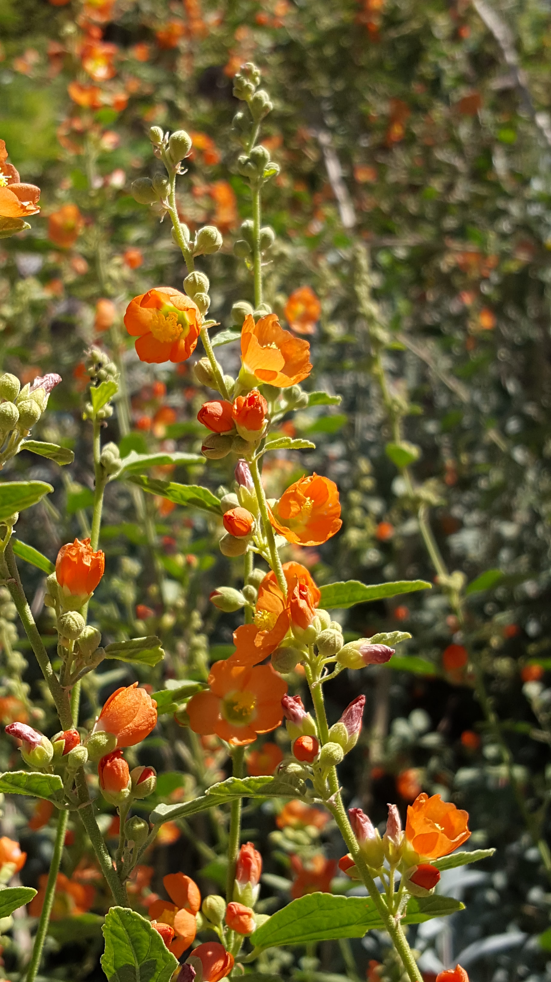 Orange Mallow (Sphaeralcea ambigua) – Mostly Greek