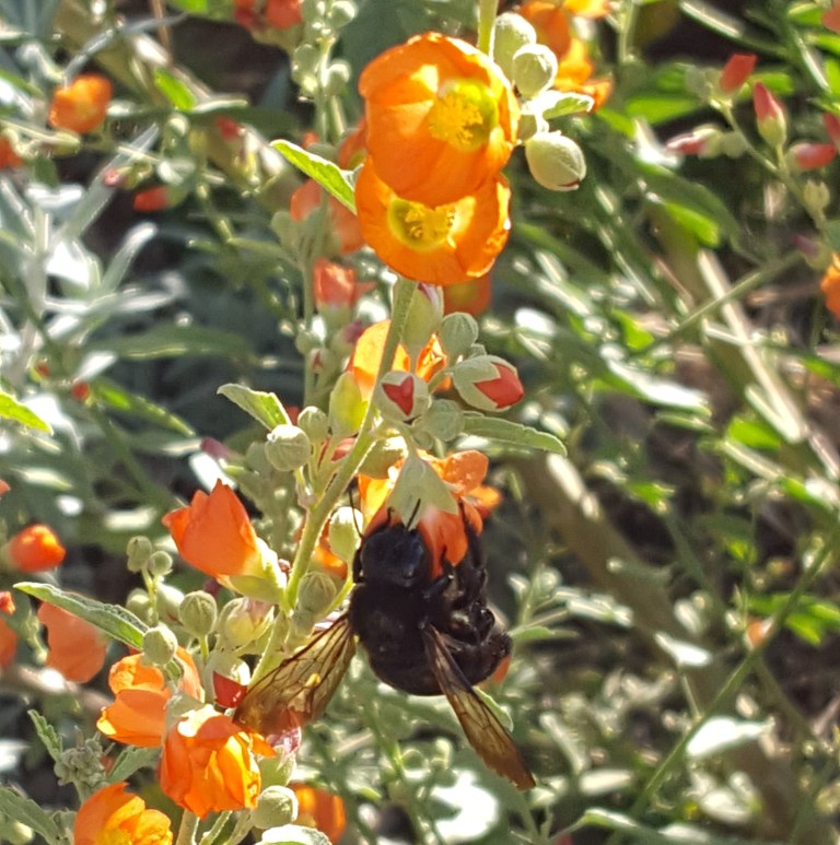 Orange Mallow (Sphaeralcea ambigua) – Mostly Greek