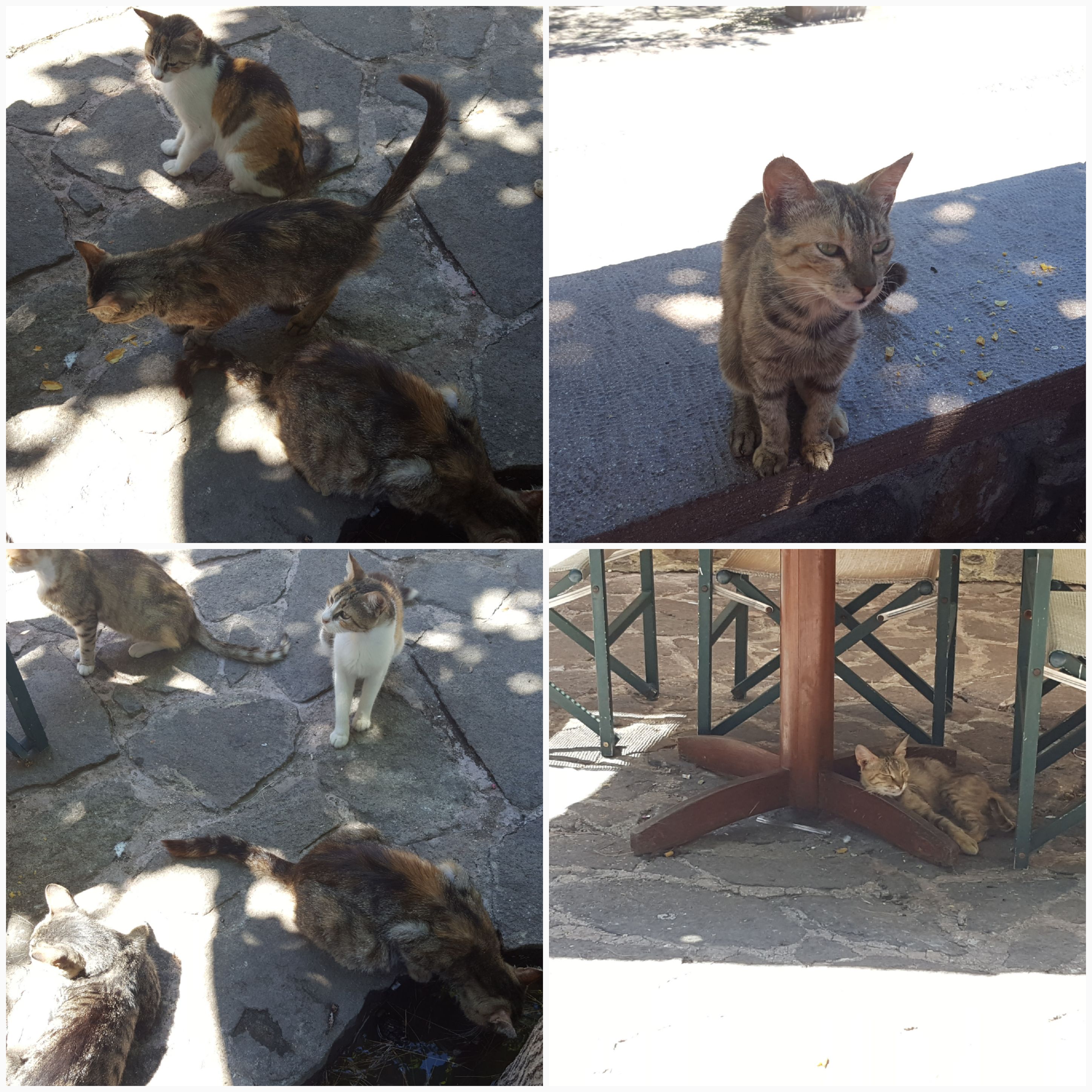 Greeks and their “Pets” – Mostly Greek