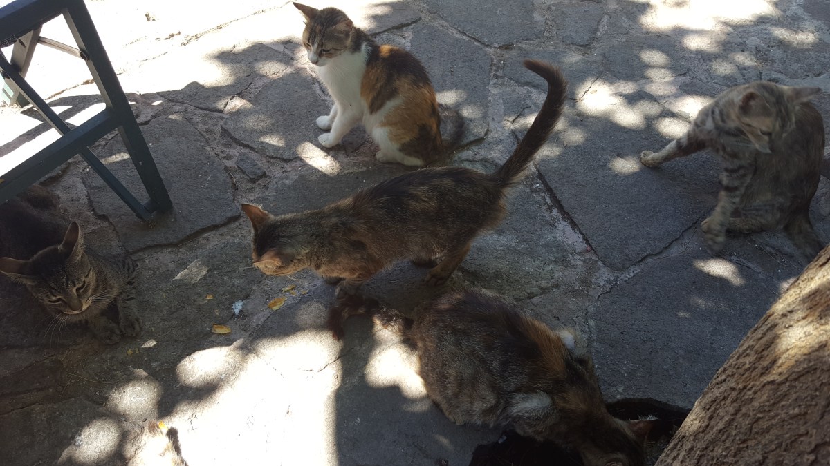 Greeks and their “Pets” – Mostly Greek