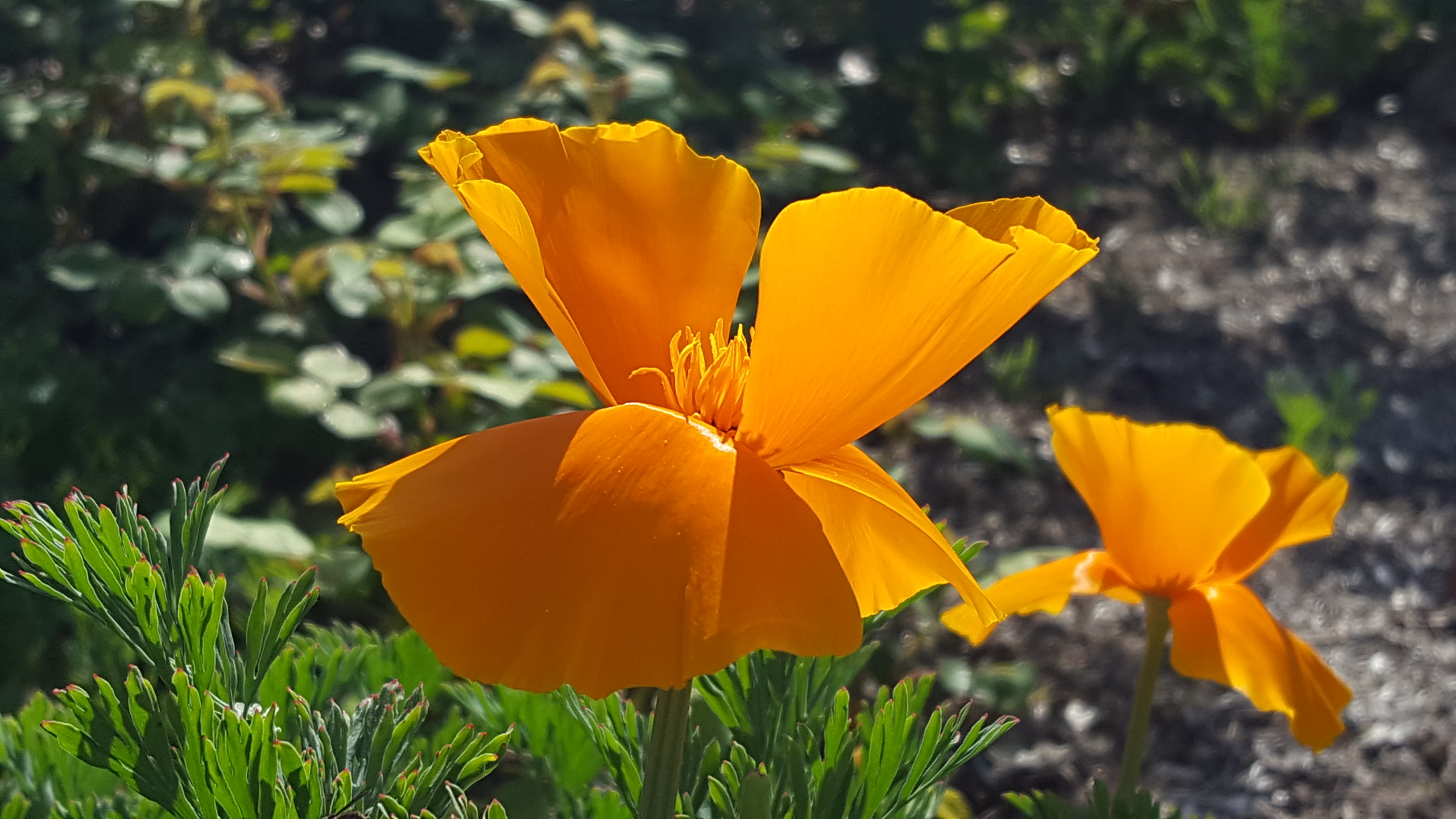 Poppies! – Mostly Greek