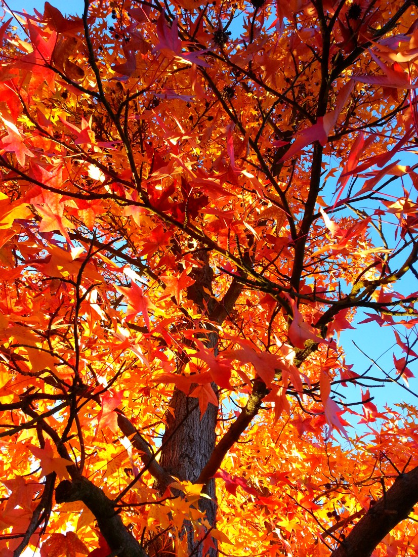 Liquidambar (Liquidambar styraciflua) – Mostly Greek