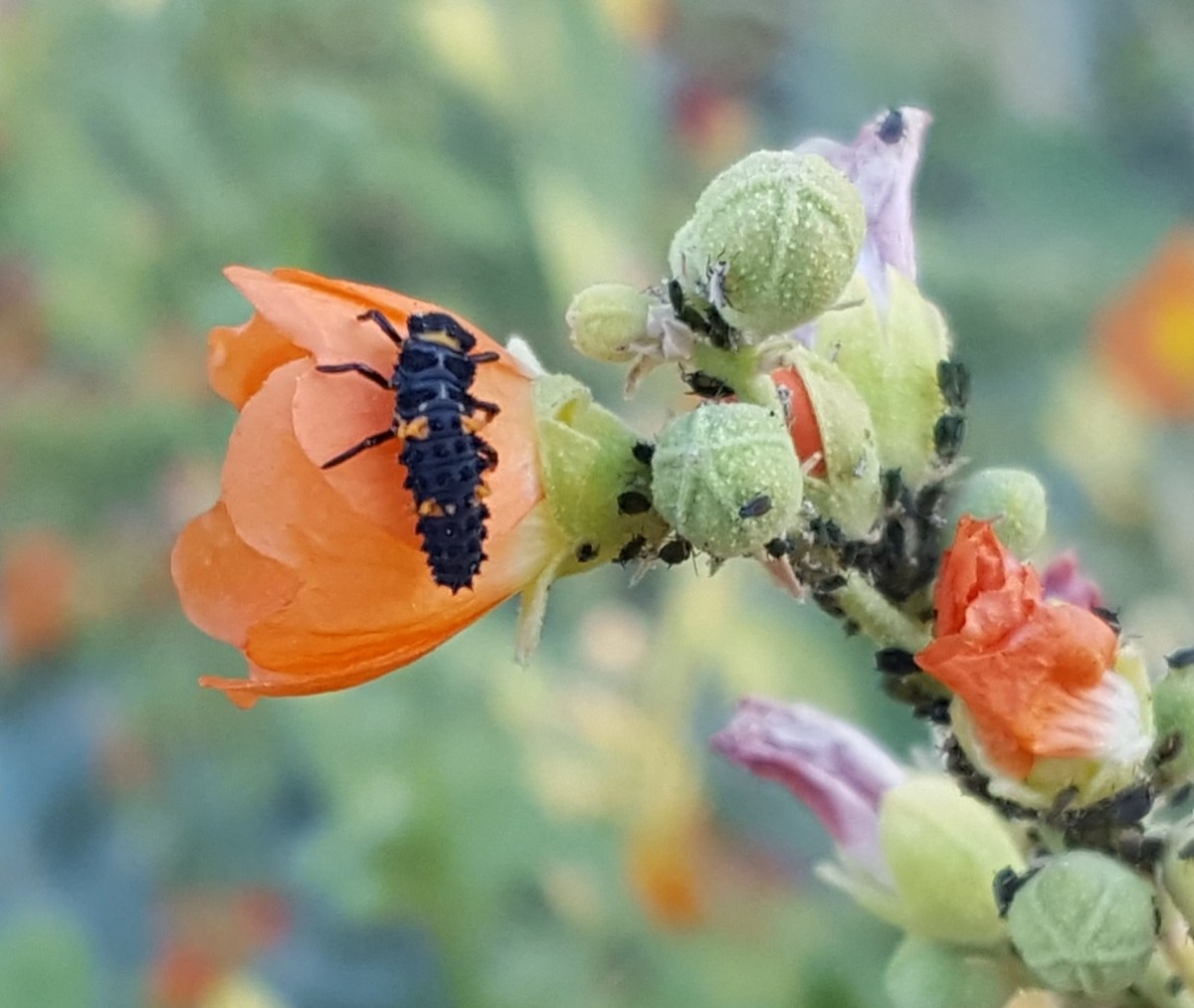 Friend or Foe? Ladybug (Coccinellidae) – Mostly Greek