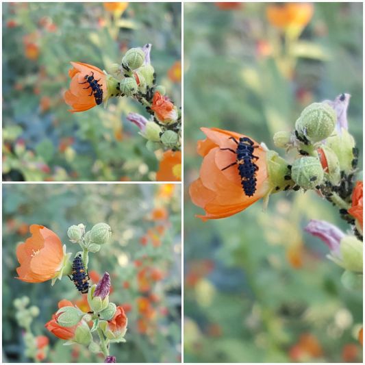 Friend or Foe? Ladybug (Coccinellidae) – Mostly Greek