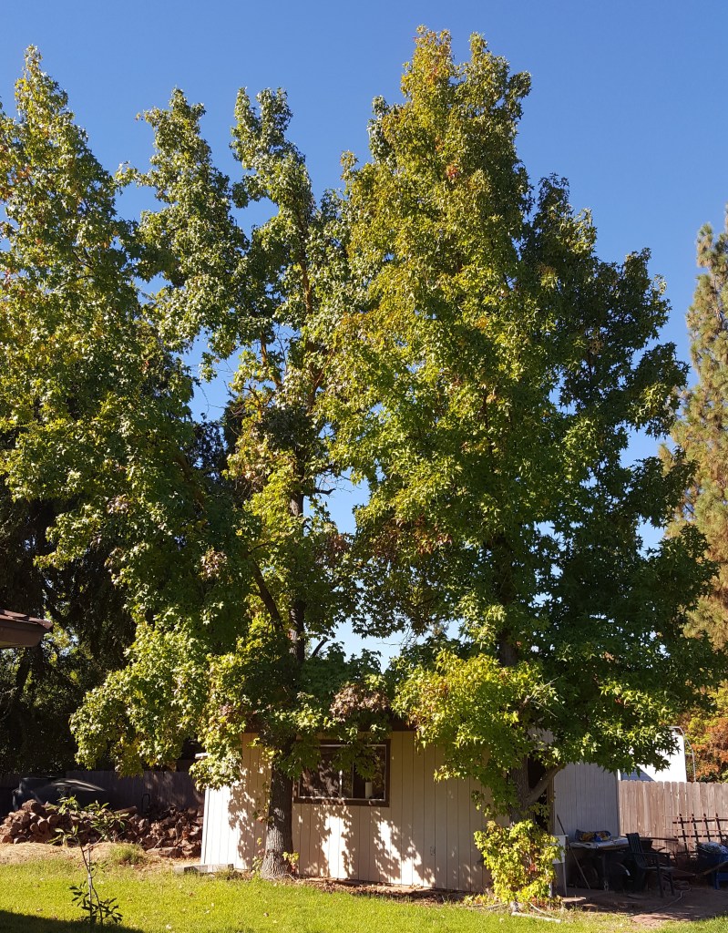 Liquidambar (Liquidambar styraciflua) – Mostly Greek