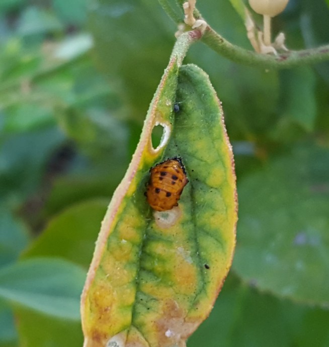 Friend or Foe? Ladybug (Coccinellidae) – Mostly Greek