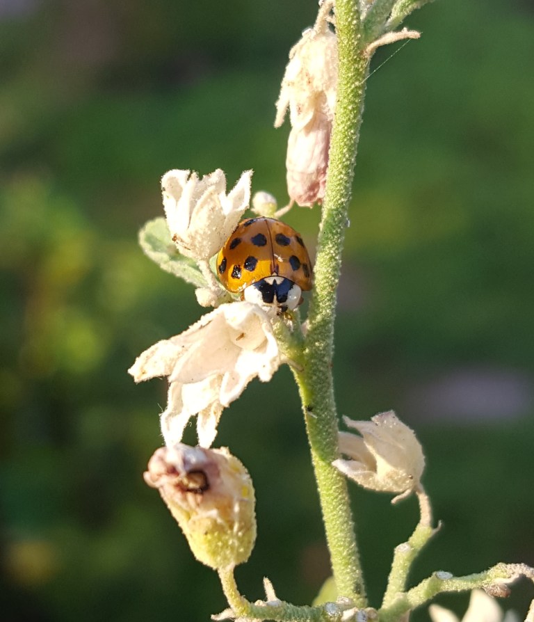 Friend or Foe? Ladybug (Coccinellidae) – Mostly Greek