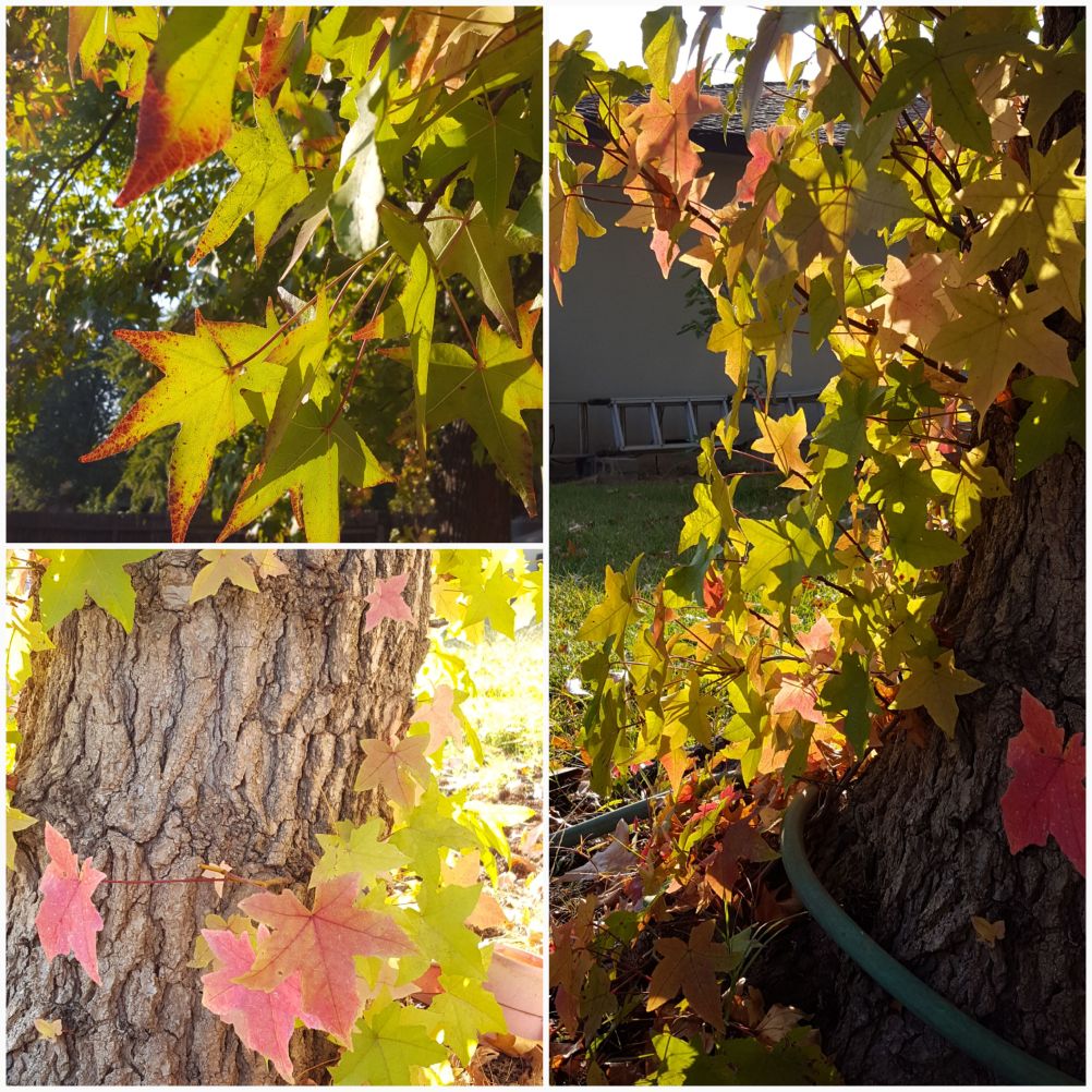 Liquidambar (Liquidambar styraciflua) – Mostly Greek