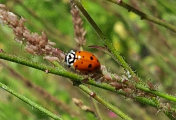 Friend or Foe? Ladybug (Coccinellidae) – Mostly Greek