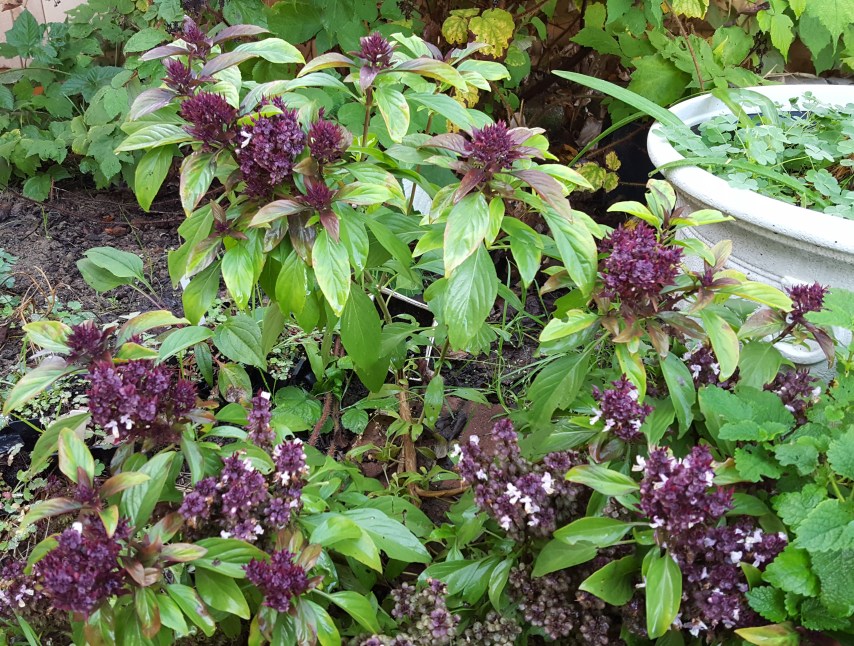 Cinnamon Basil (Ocimum basilicum ‘Cinnamon’) – Mostly Greek