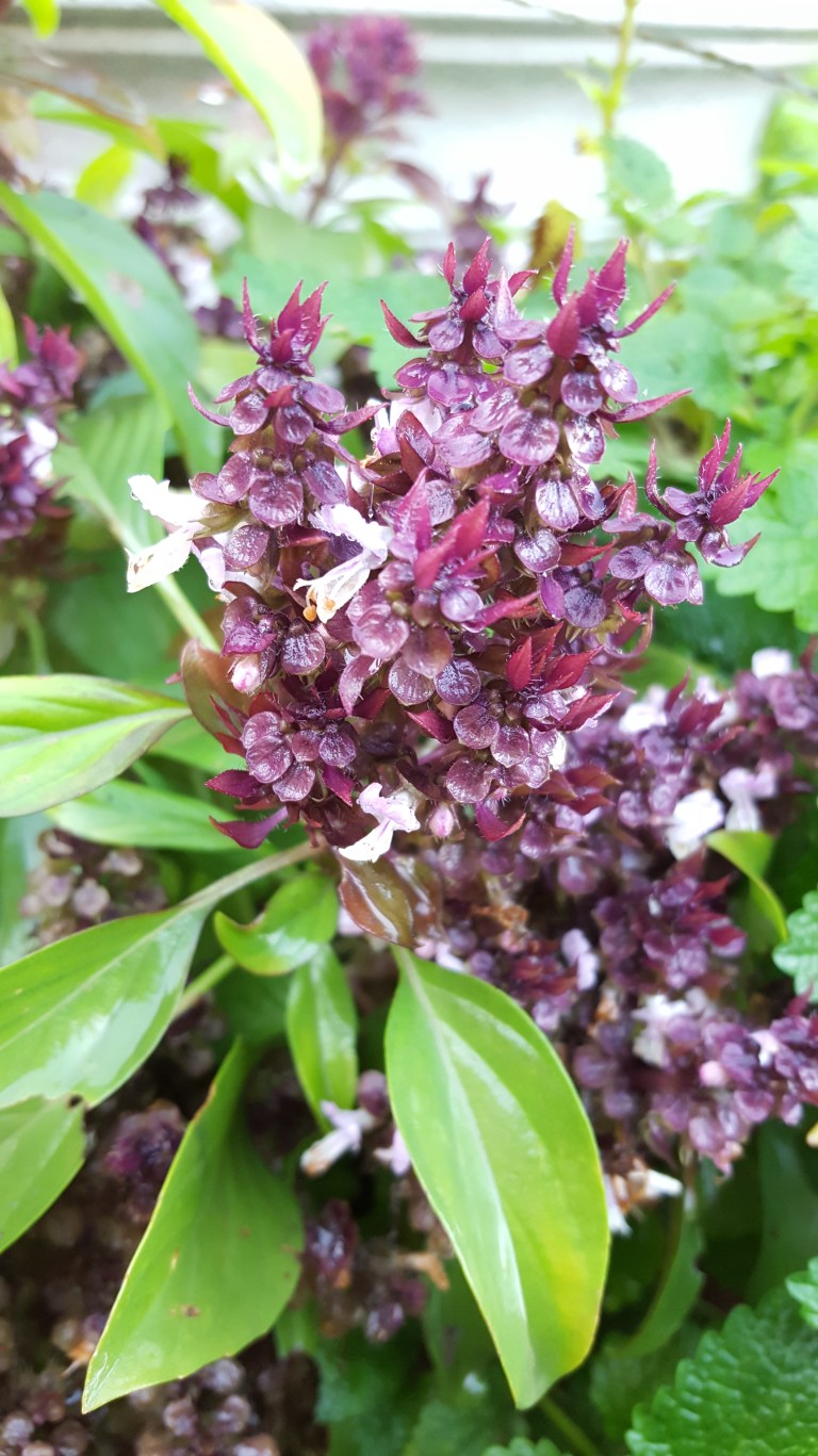 Cinnamon Basil (Ocimum basilicum ‘Cinnamon’) – Mostly Greek
