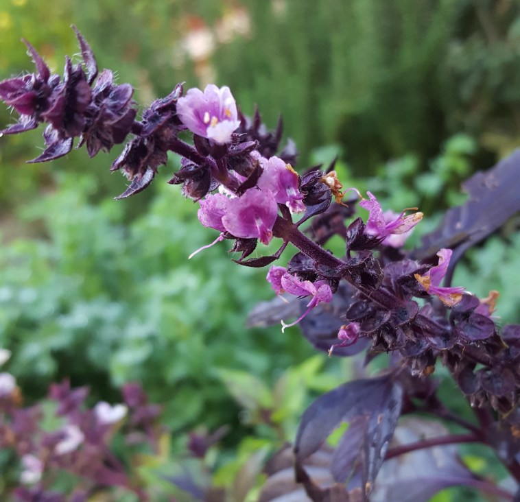 Purple Basil (Ocimum basilicum var.) – Mostly Greek