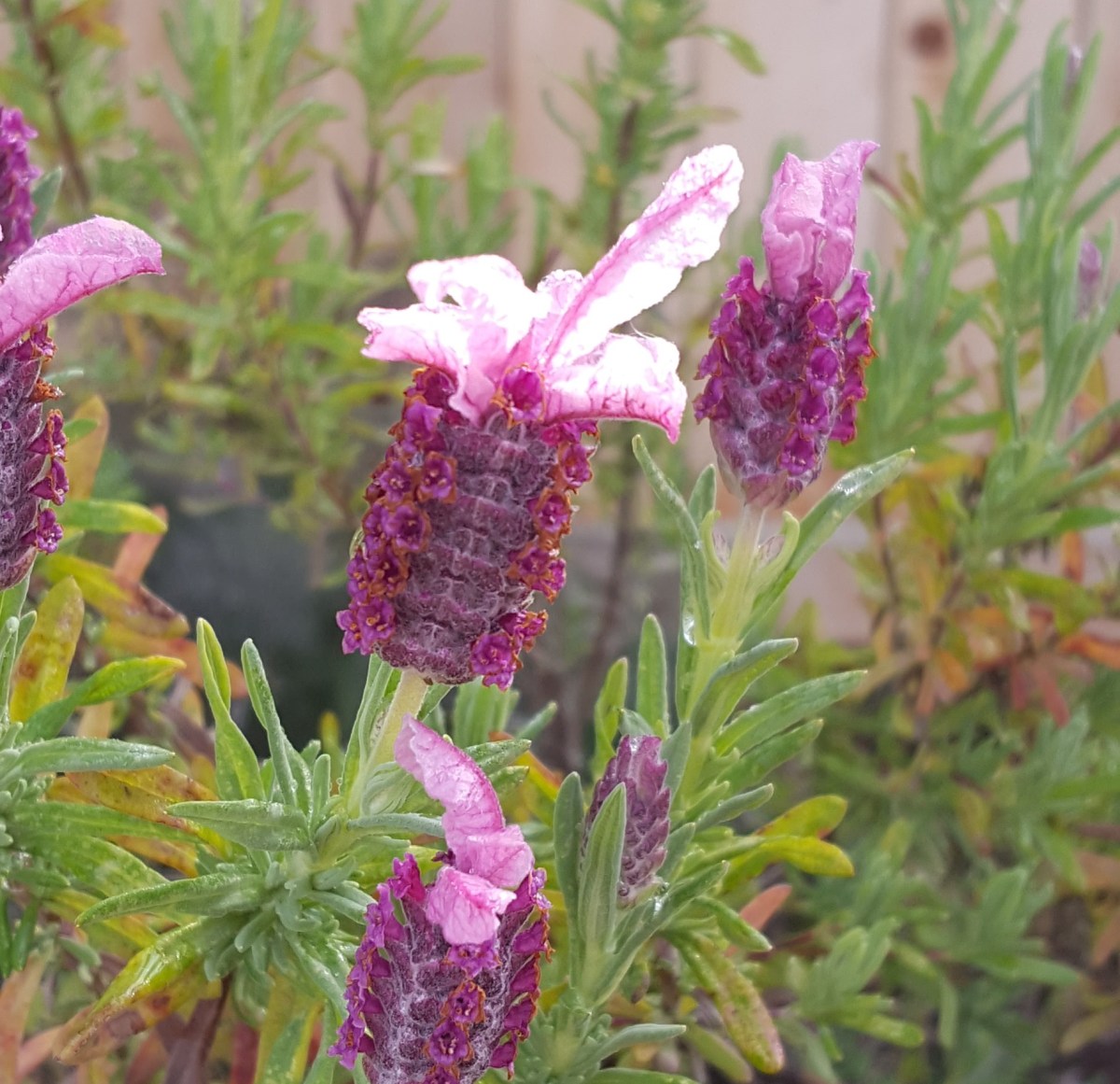 Spanish Lavender (Lavandula stoechas) – Mostly Greek