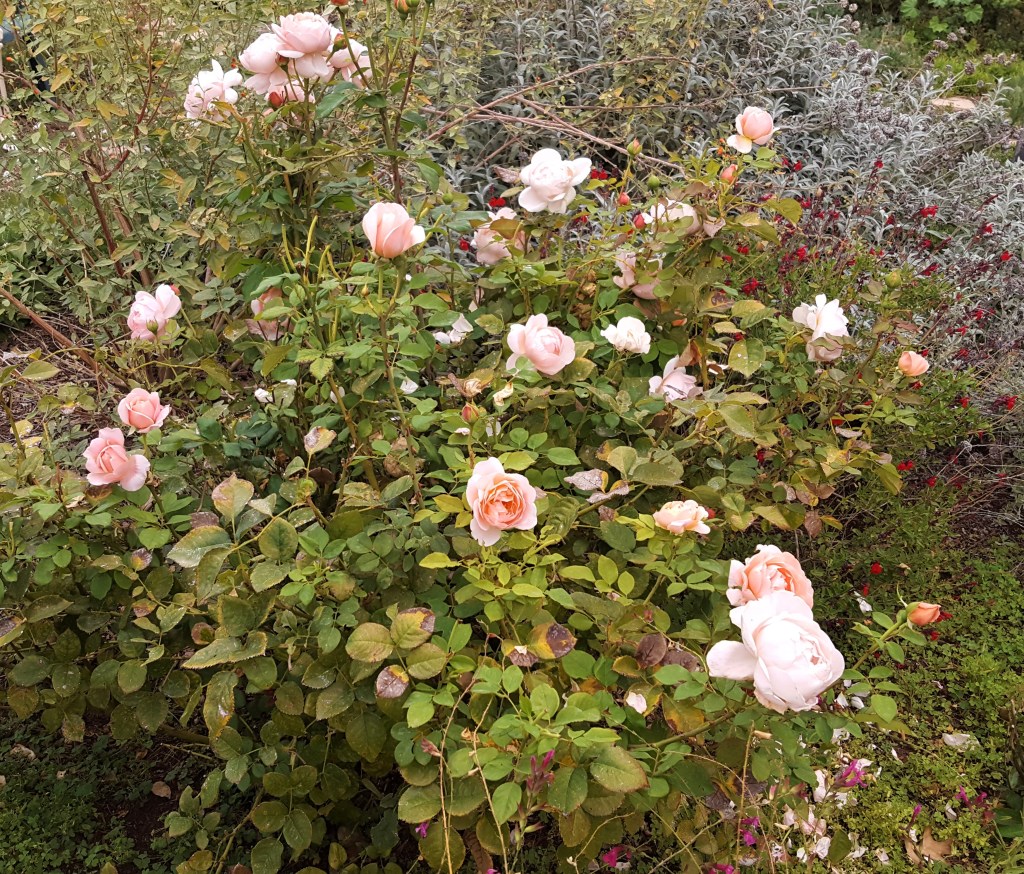 Caring for Roses Part 2: Sun & Soil – Mostly Greek