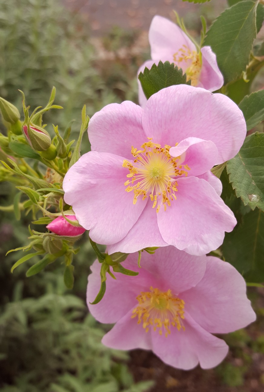 Caring for Roses Part 2: Sun & Soil – Mostly Greek
