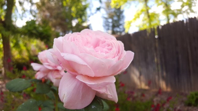 Caring for Roses Part 2: Sun & Soil – Mostly Greek