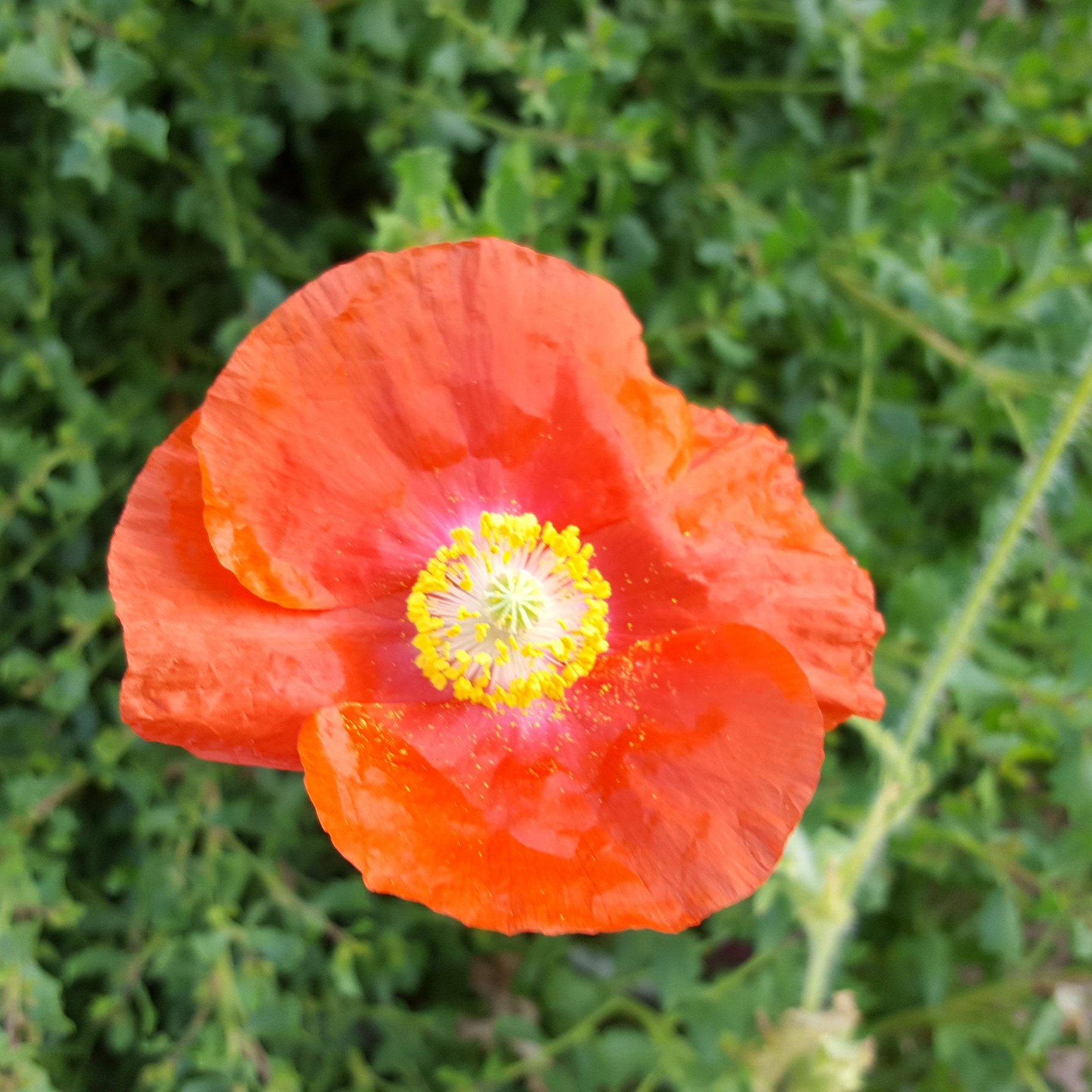 Corn Poppy (Papaver rhoeas) – Mostly Greek