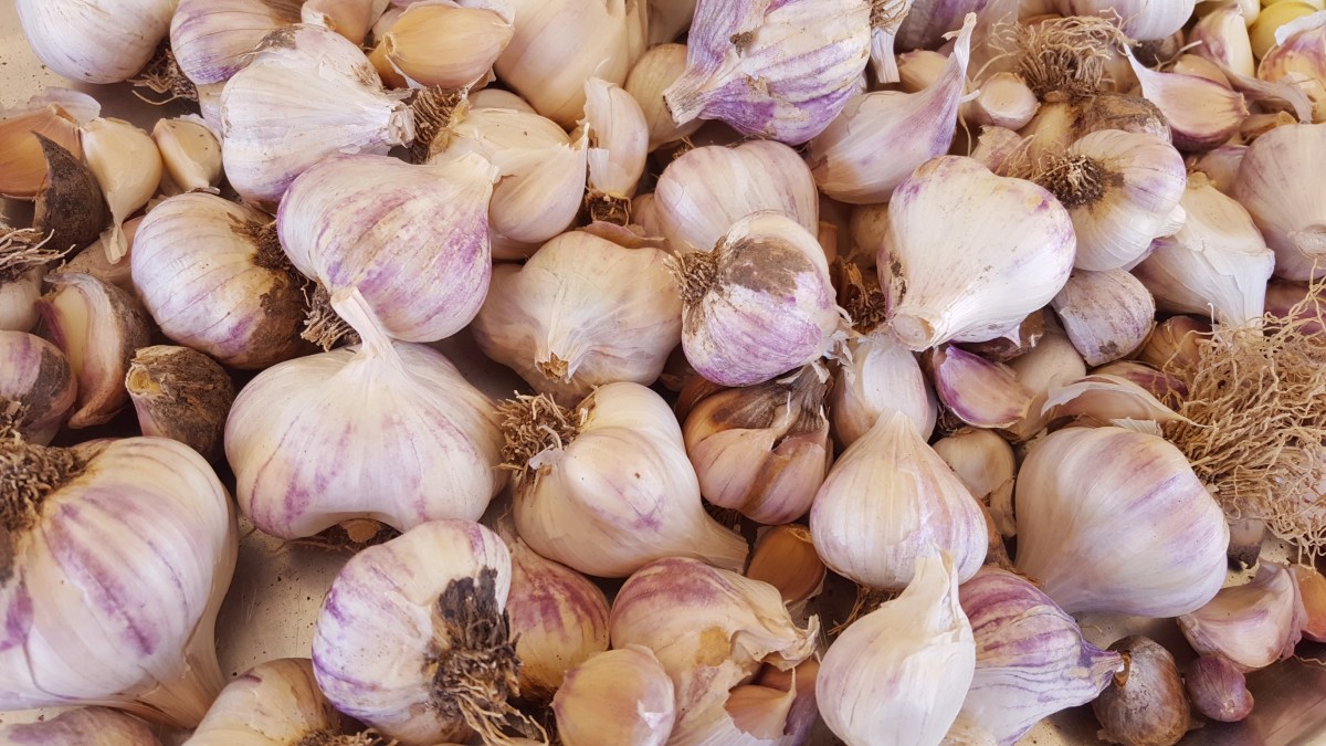 Garlic (Allium sativum) – Mostly Greek