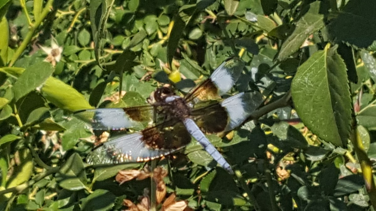 Dragonflies & Damselflies (Anisoptera & Zygoptera spp.) – Mostly Greek