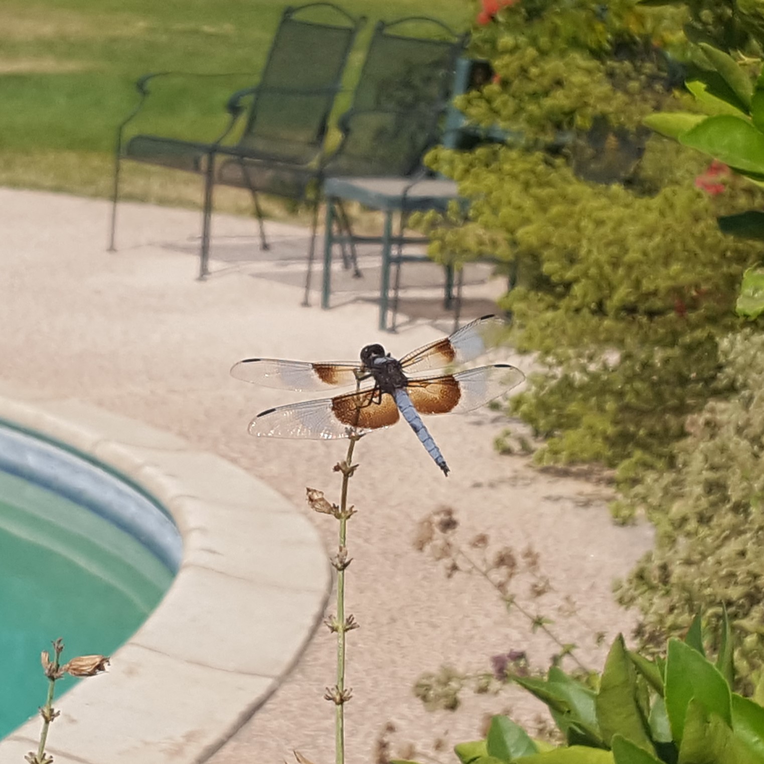 Dragonflies & Damselflies (Anisoptera & Zygoptera spp.) – Mostly Greek