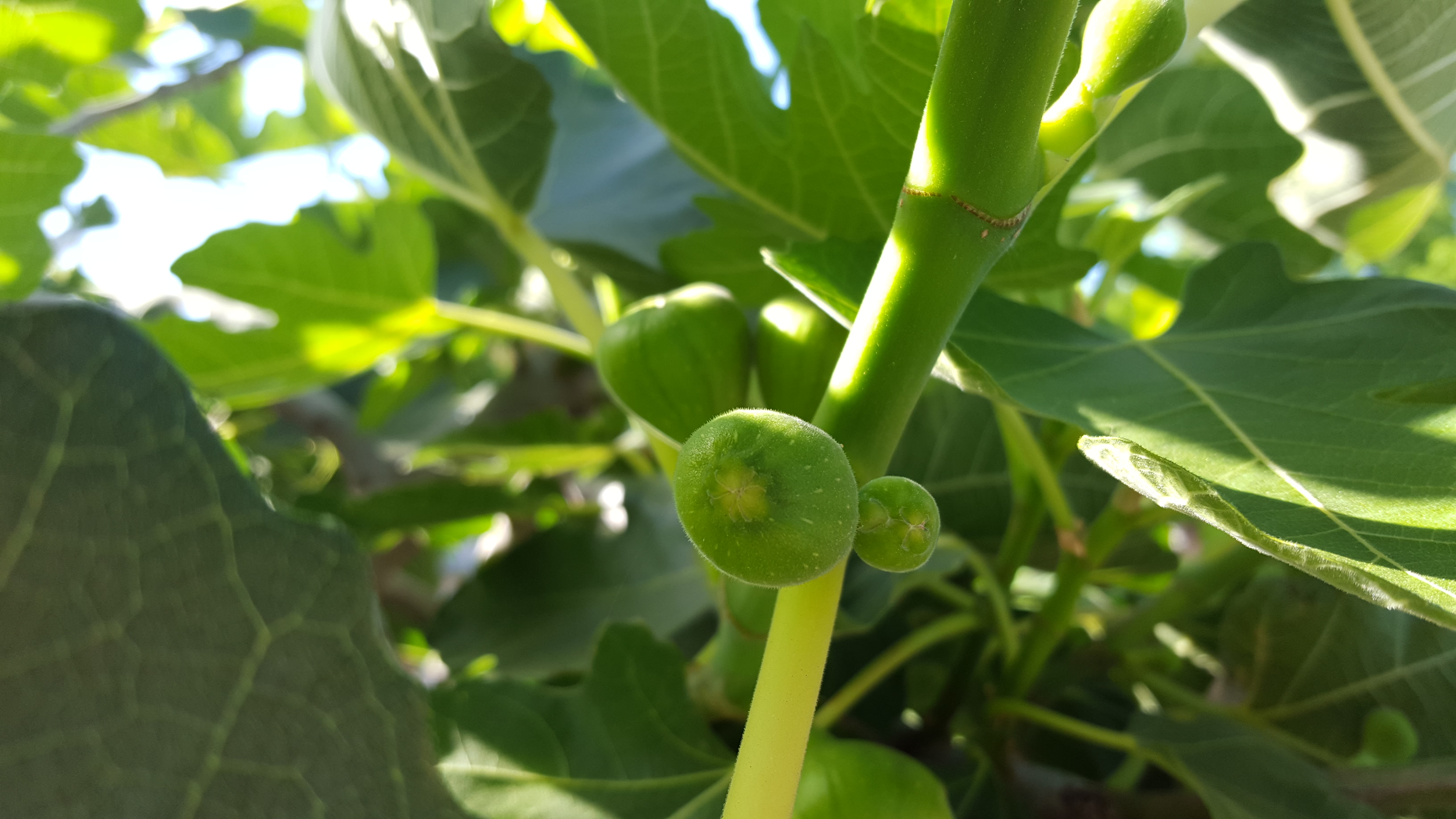 Fig (Ficus carica) – Mostly Greek