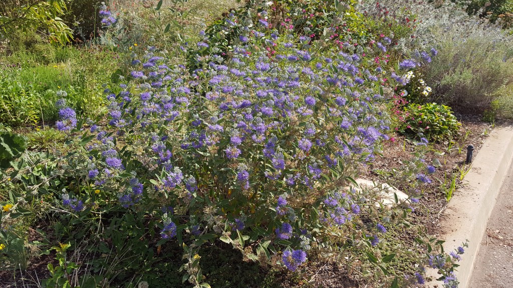 Caryopteris x clandonensis “Dark Knight” – Mostly Greek