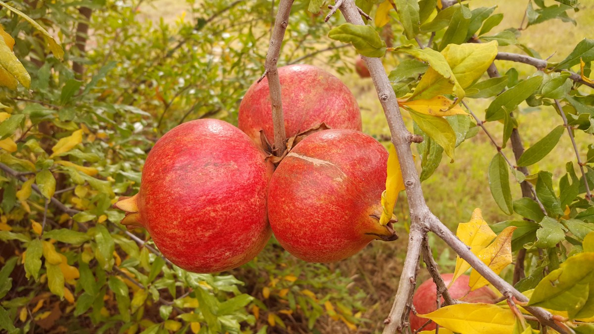 Pomegranate (Punica granatum) – Mostly Greek