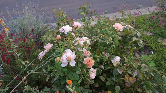 “Ambridge Rose” (Rosa ‘Ambridge Rose’) – Mostly Greek