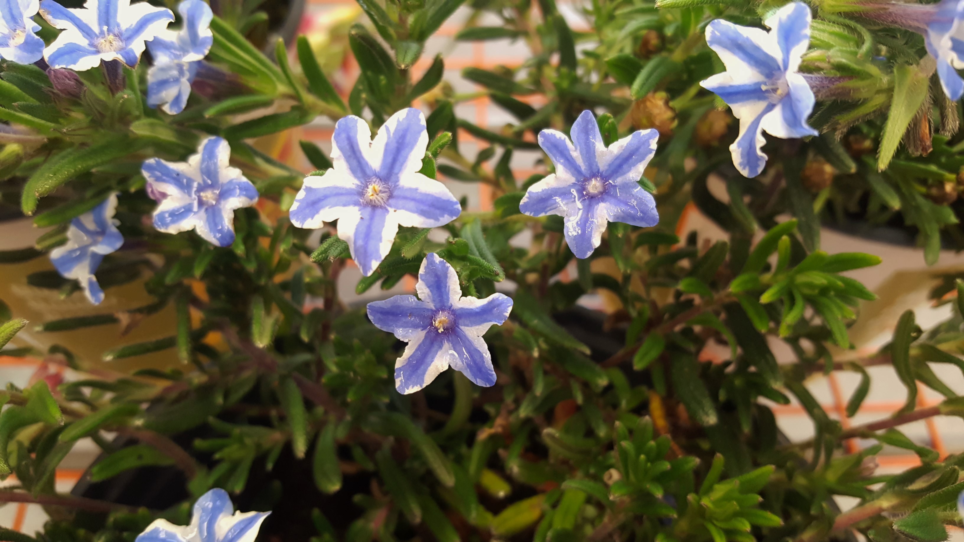 Lithodora diffusa – Mostly Greek