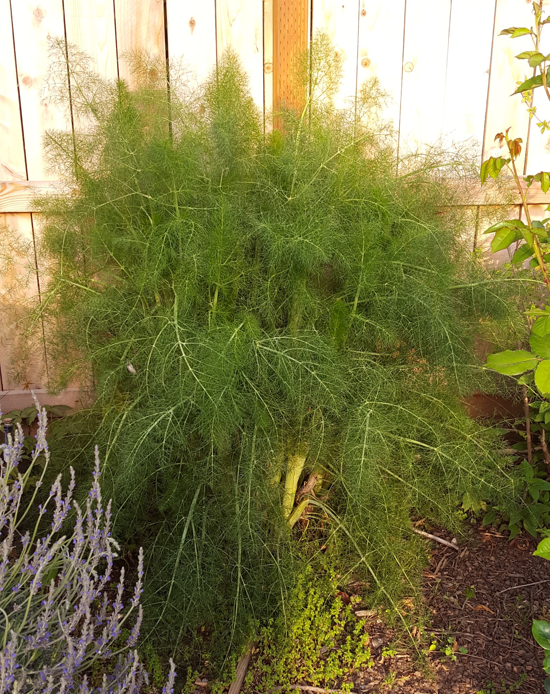 Sweet Fennel (Foeniculum vulgare) – Mostly Greek