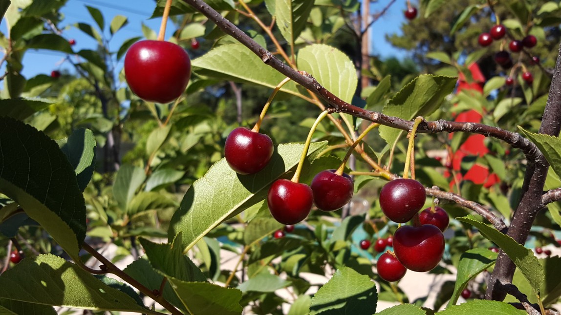 Sour Cherry (Prunus cerasus) – Mostly Greek