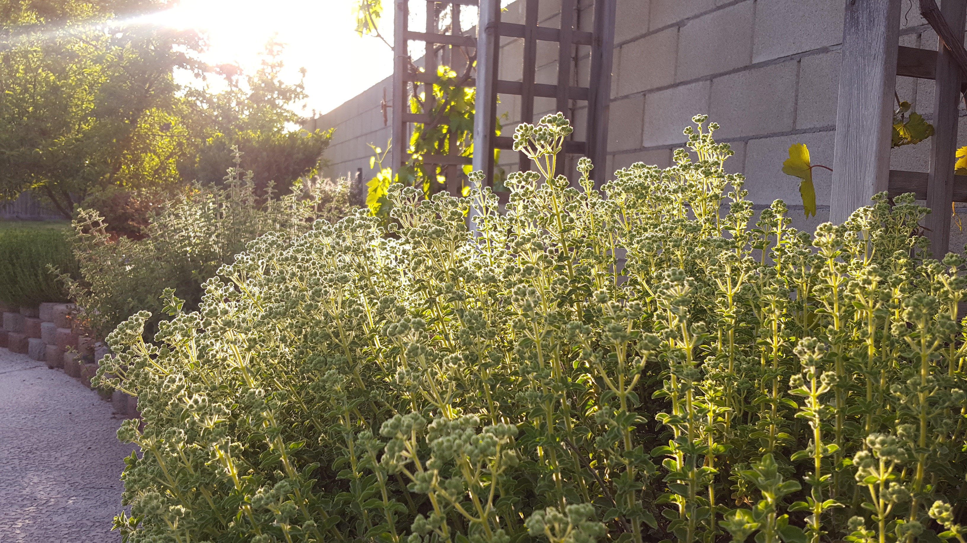 Cretan Oregano (Oreganum onites) – Mostly Greek