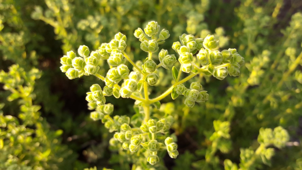 Cretan Oregano (Oreganum onites) – Mostly Greek