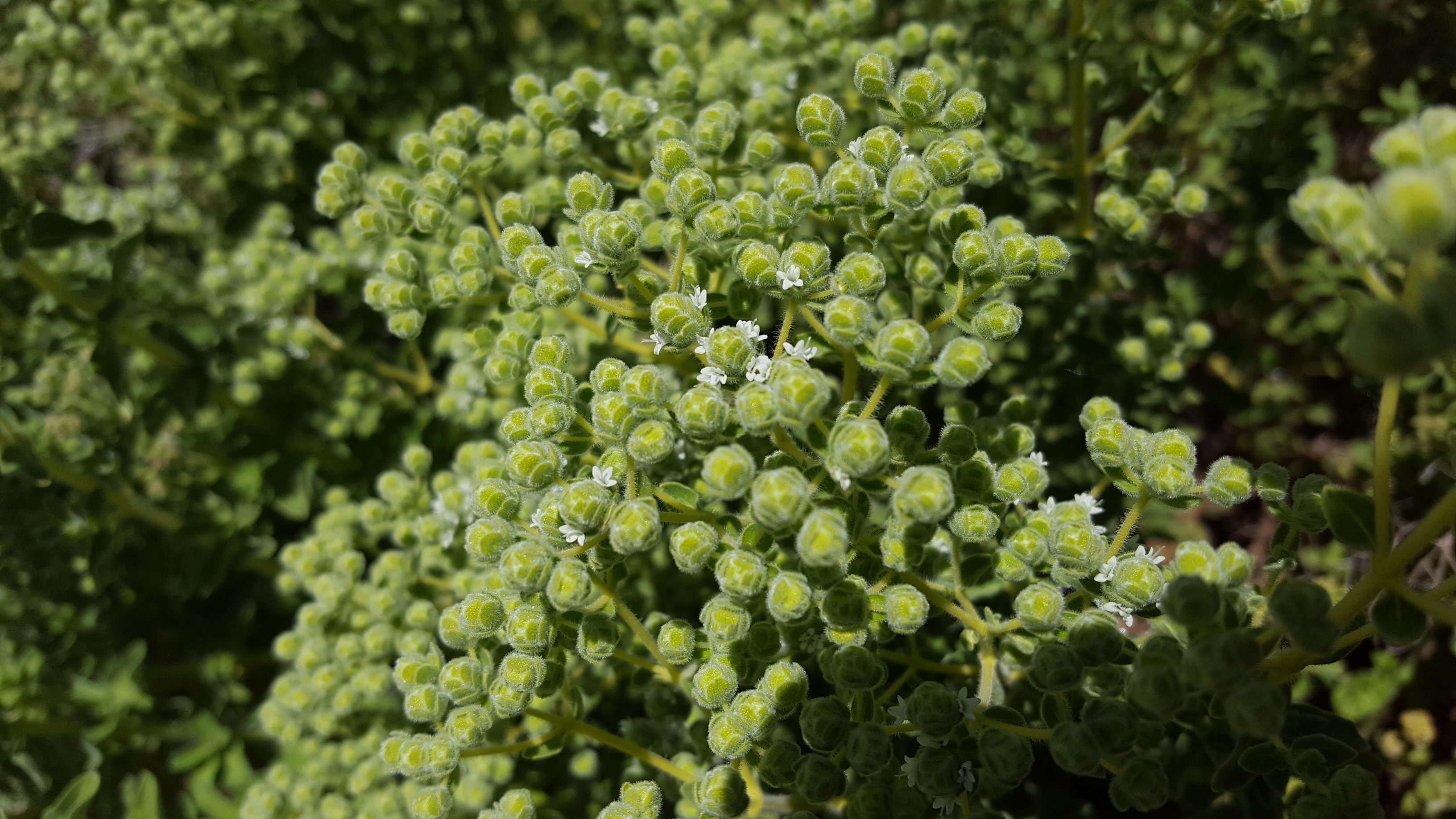 Cretan Oregano (Oreganum onites) – Mostly Greek