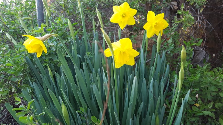 Daffodils (Narcissus Genus) – Mostly Greek