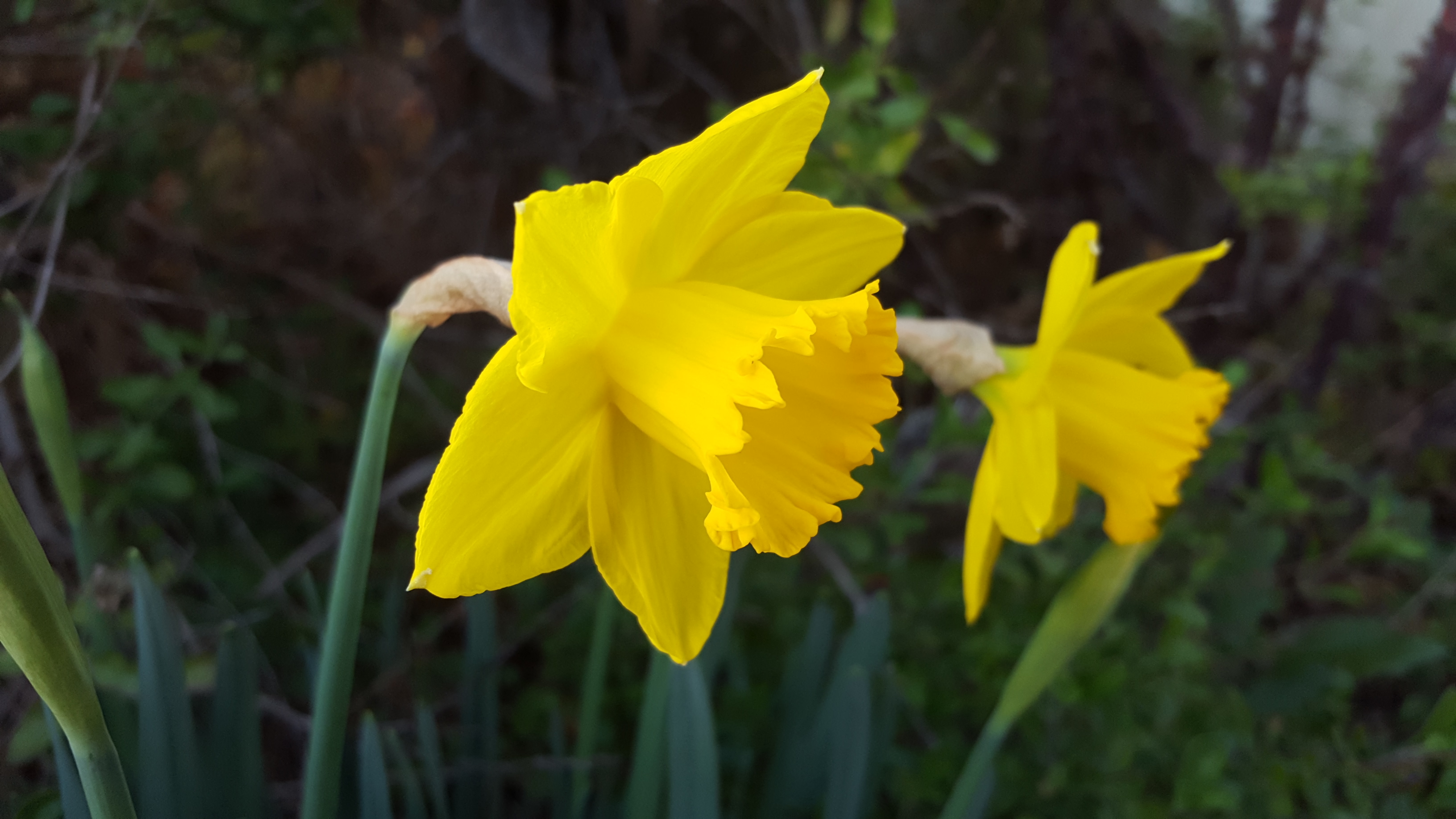 Daffodils (Narcissus Genus) – Mostly Greek