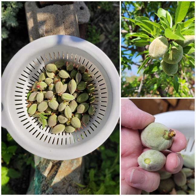 Pickled Green Almonds – Mostly Greek